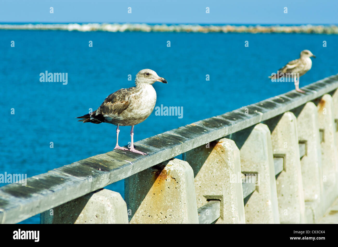 Seagull in Los Angeles Stock Photo - Alamy