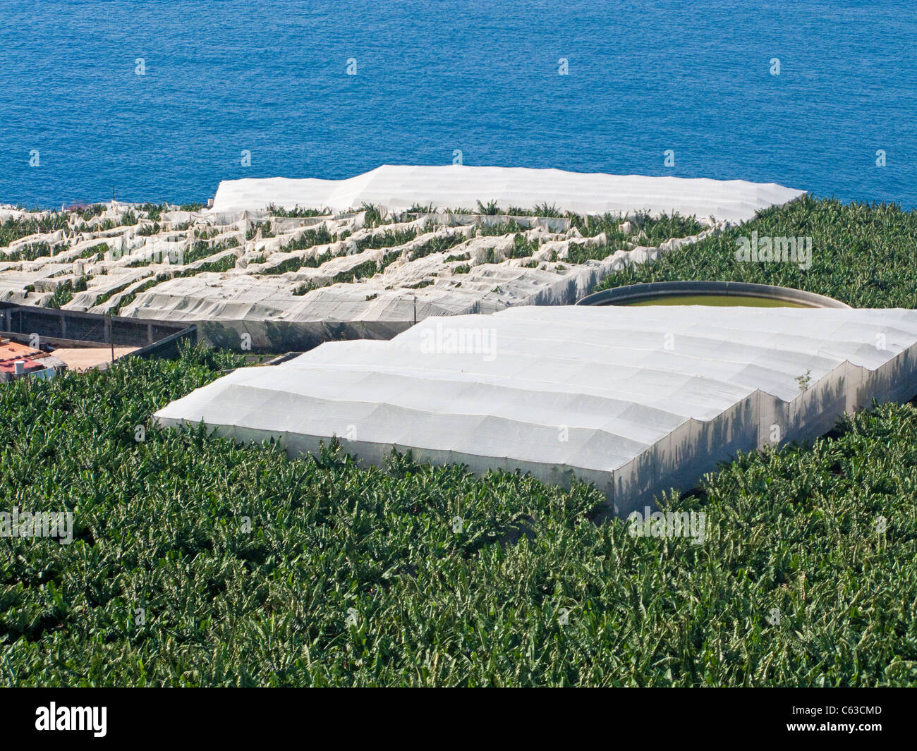 Palma plantation hi-res stock photography and images - Alamy