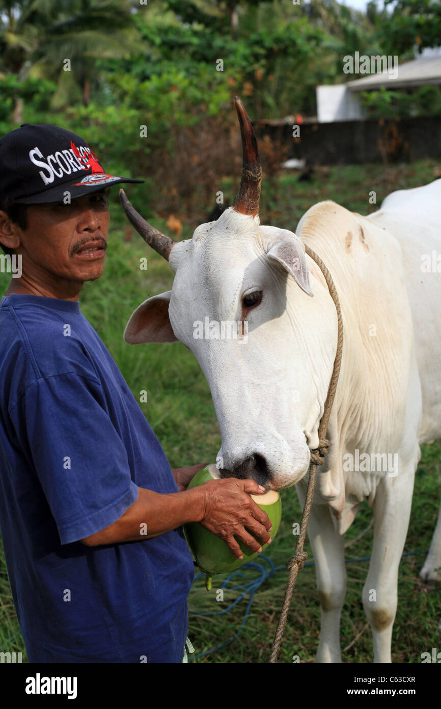 A Javanese man gives his cow thirst quenching coconut drink Stock Photo ...