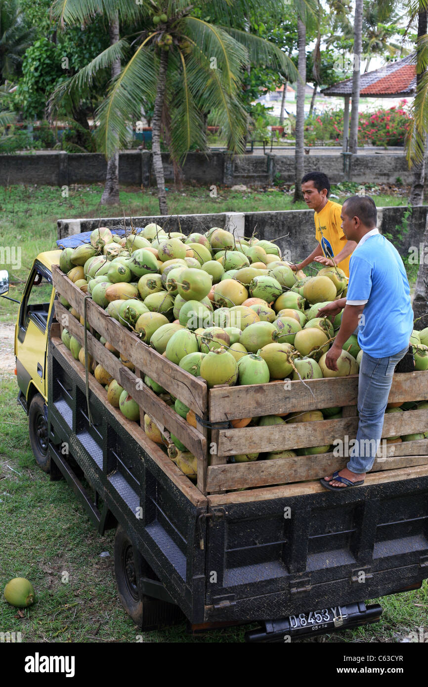 Load of coconuts hi-res stock photography and images - Alamy