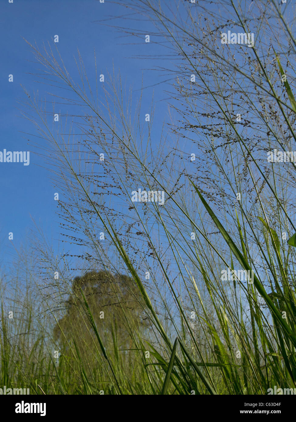 A reed field Stock Photo - Alamy