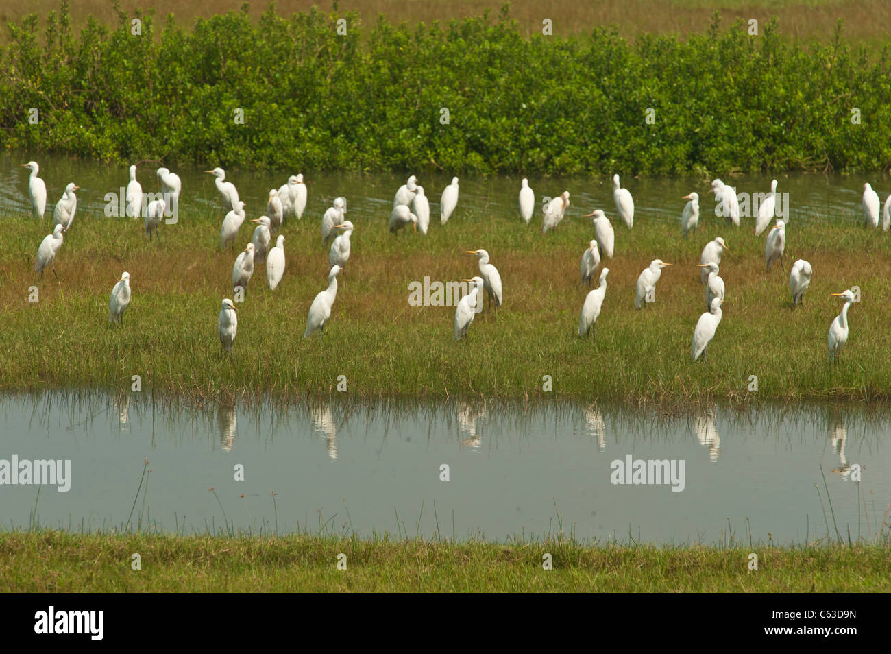 Flock of egrets on th hunt for insects on water spots on way to ...
