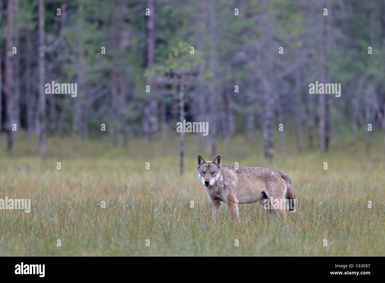 Grey wolf hi-res stock photography and images - Alamy