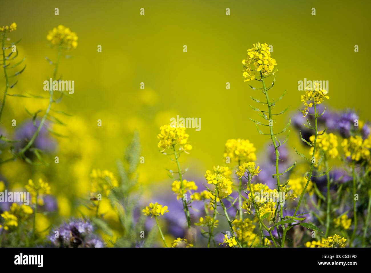 Charlock Field Mustard Corn Mustard High Resolution Stock Photography ...