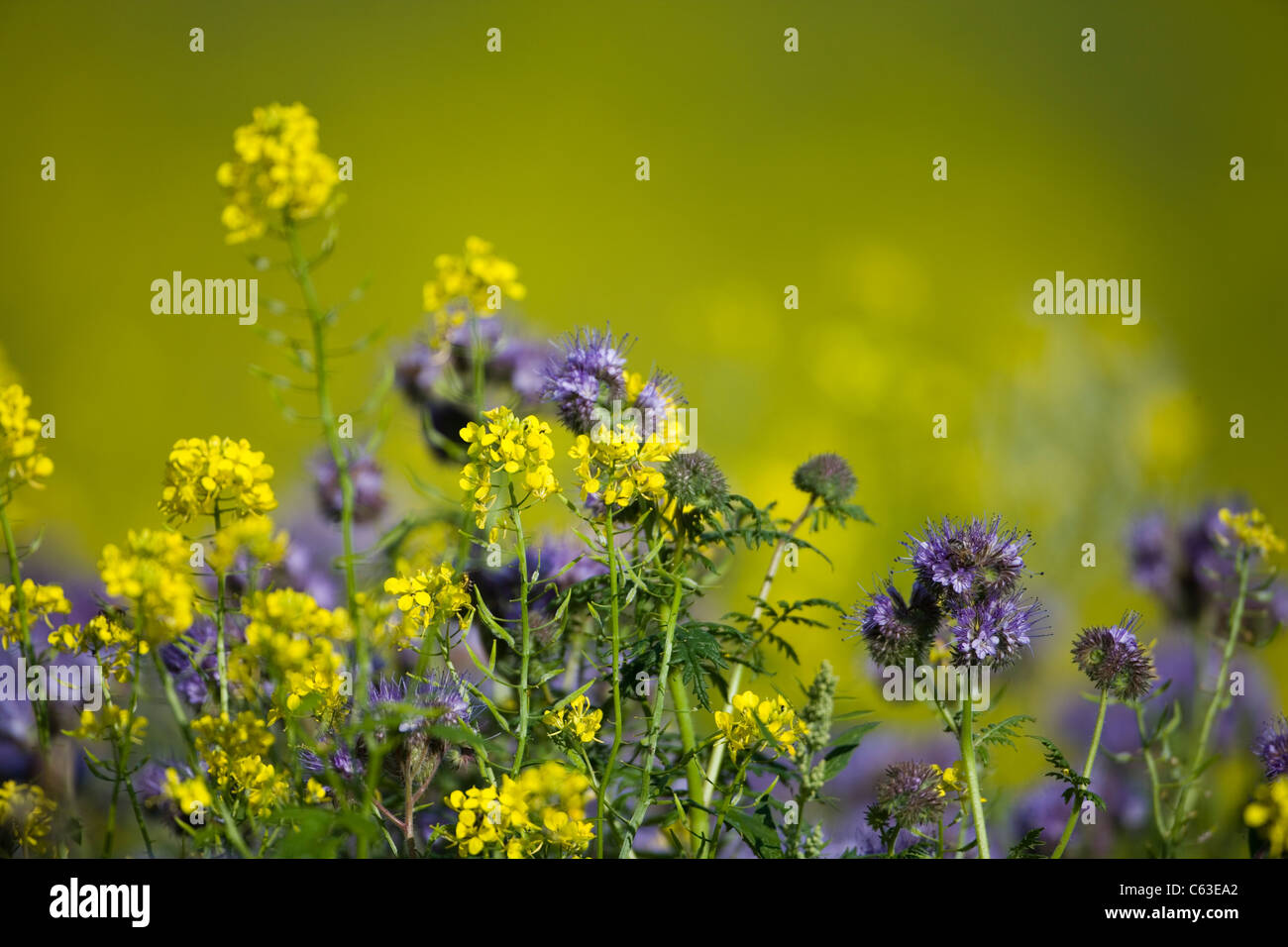 Charlock Field Mustard Corn Mustard High Resolution Stock Photography ...