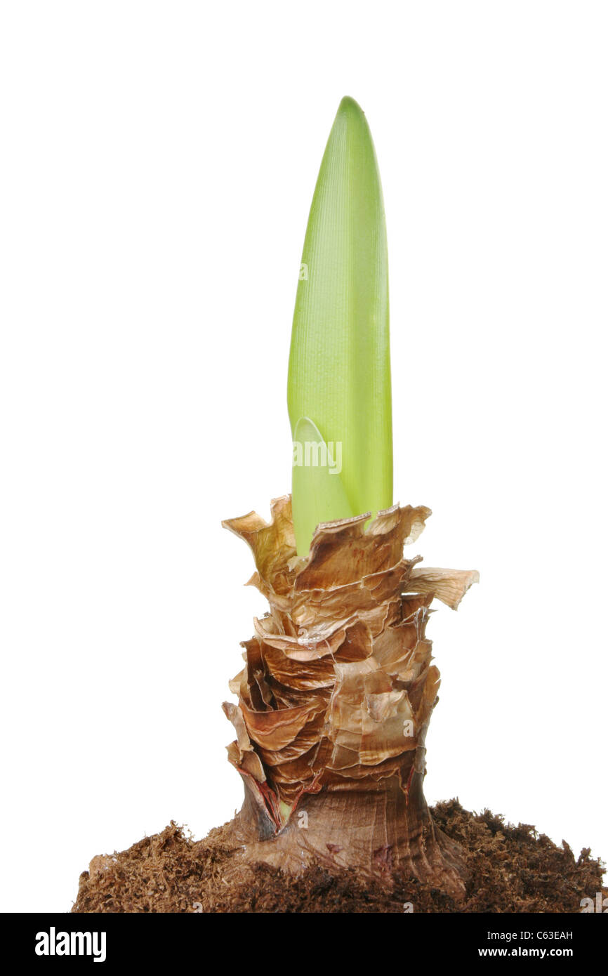 Growing bulb hi-res stock photography and images - Alamy