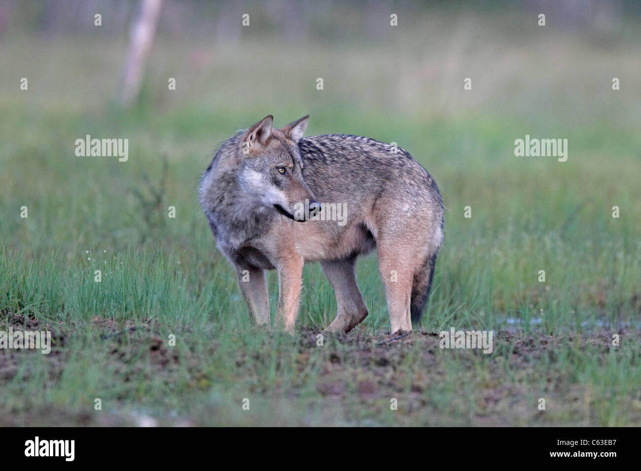 Grey wild wolf canis hi-res stock photography and images - Alamy