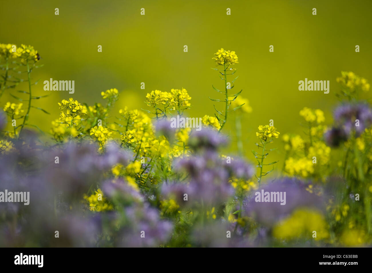 Charlock hi-res stock photography and images - Alamy