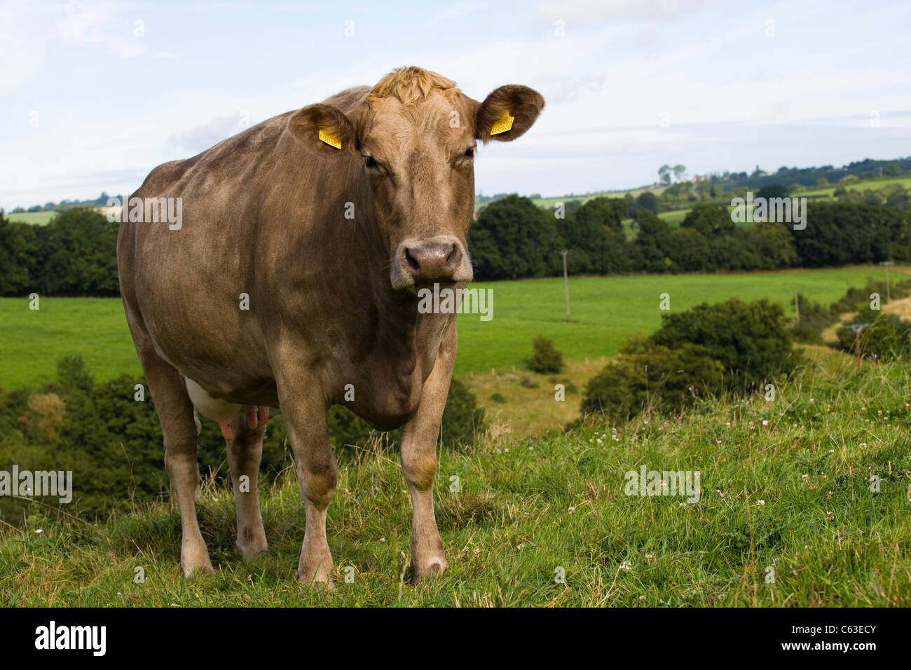 Cattle uk hi-res stock photography and images - Alamy