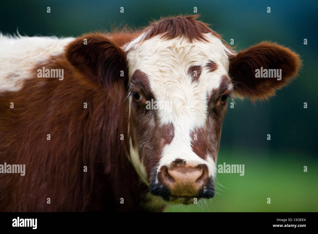 CROSS BRED COW Stock Photo - Alamy