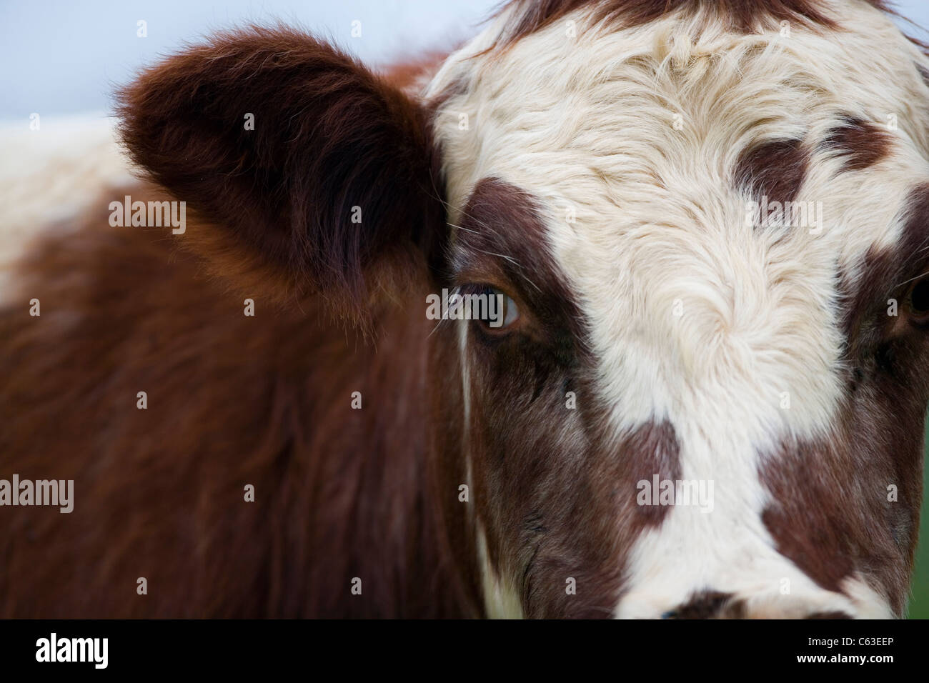 CROSS BRED COW Stock Photo - Alamy