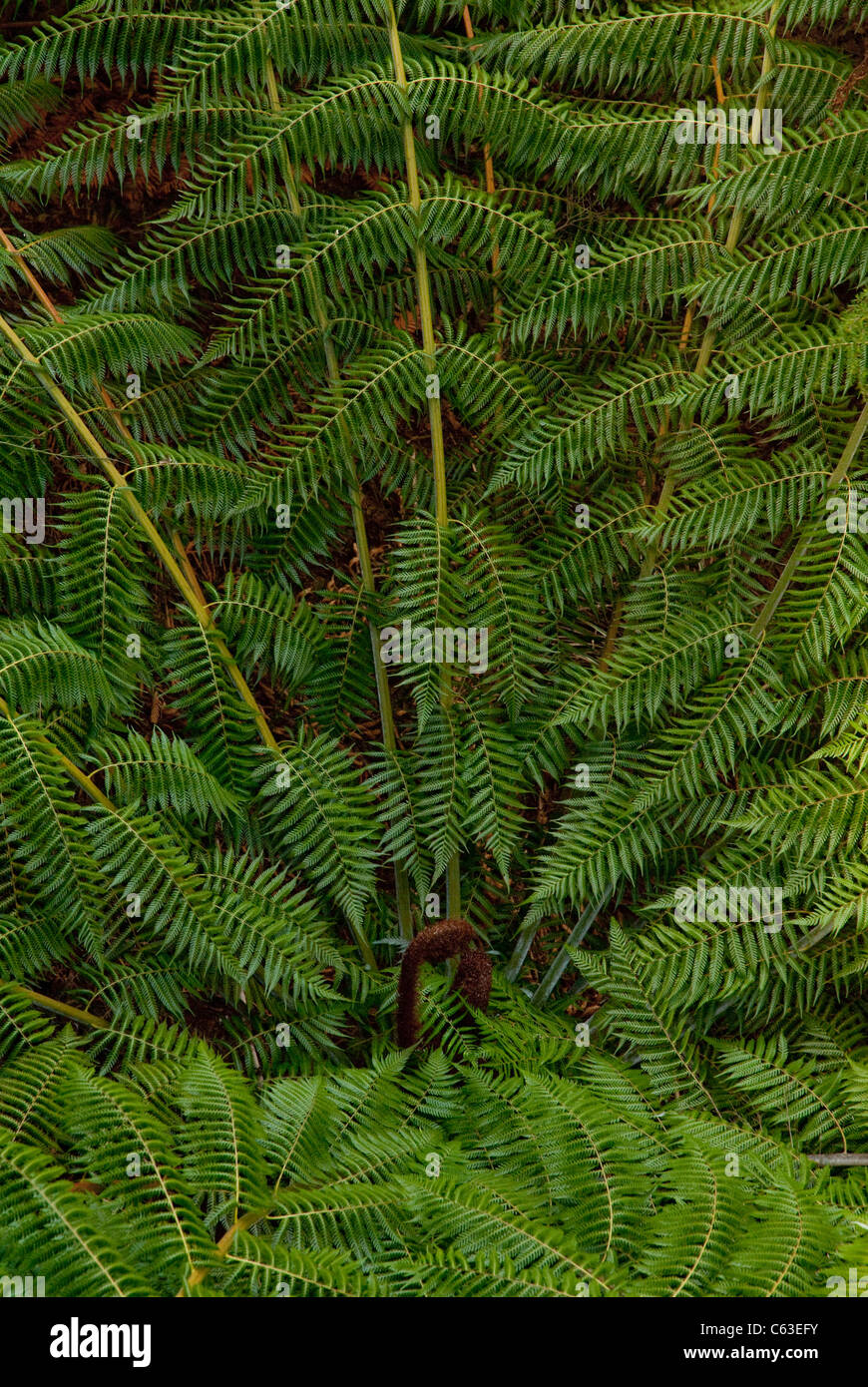 New Zealand Fern Stock Photo - Alamy