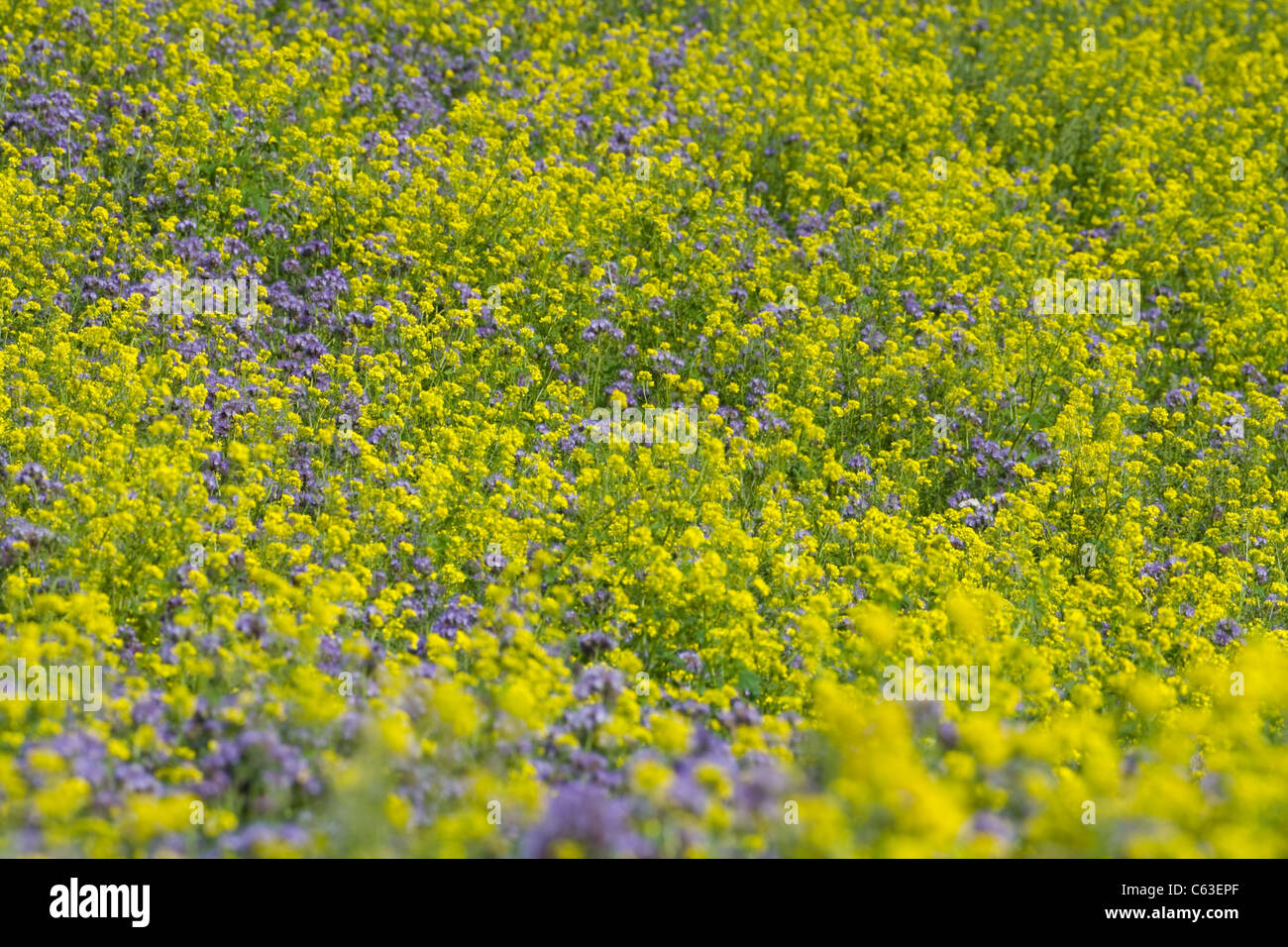 Charlock hi-res stock photography and images - Alamy