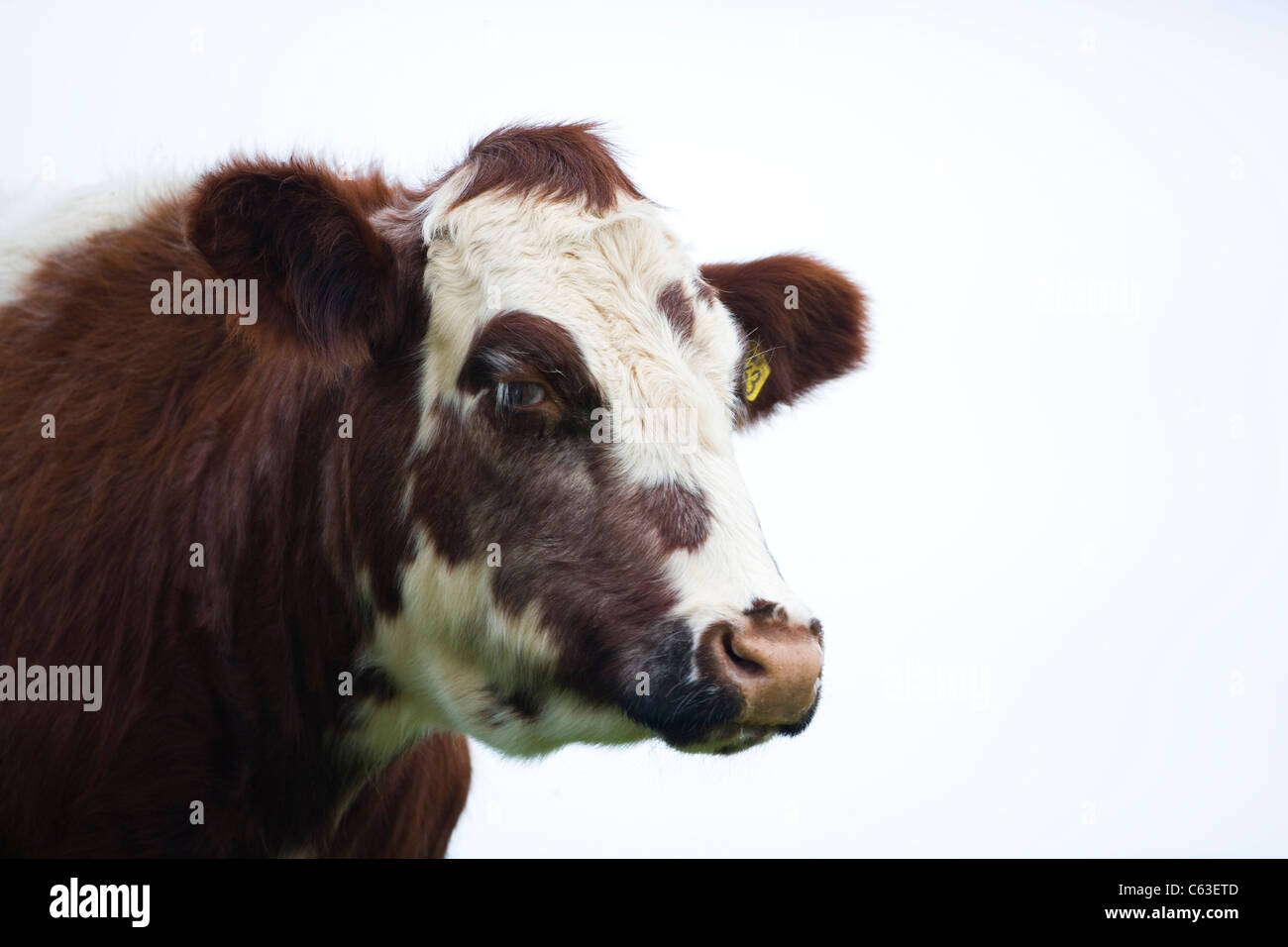 Cross cow hi-res stock photography and images - Alamy