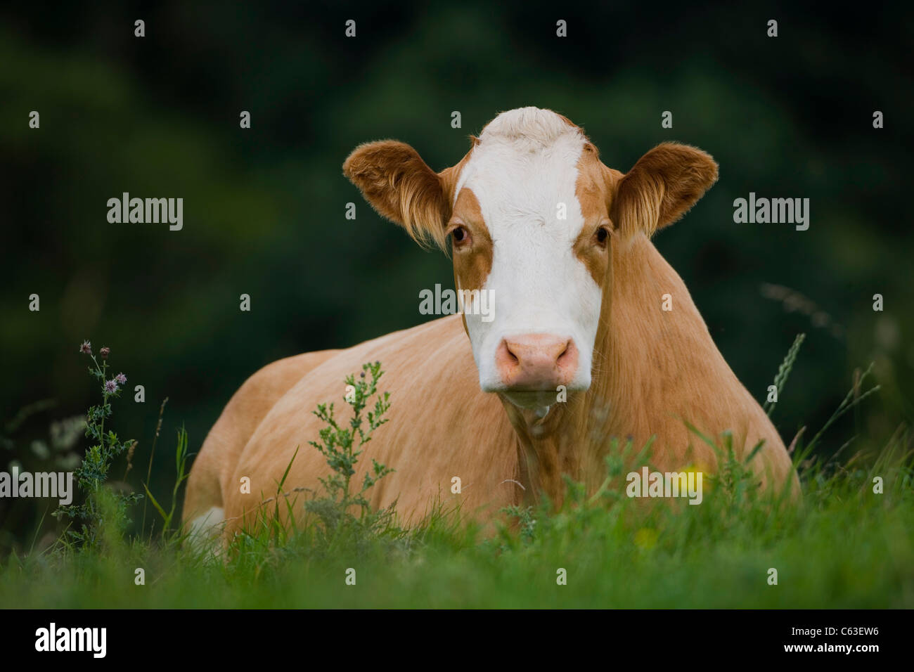 Crossbred cattle hi-res stock photography and images - Alamy