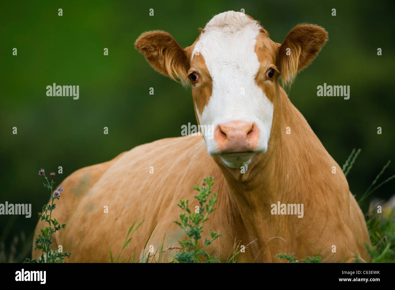 Simmental cross hi-res stock photography and images - Alamy