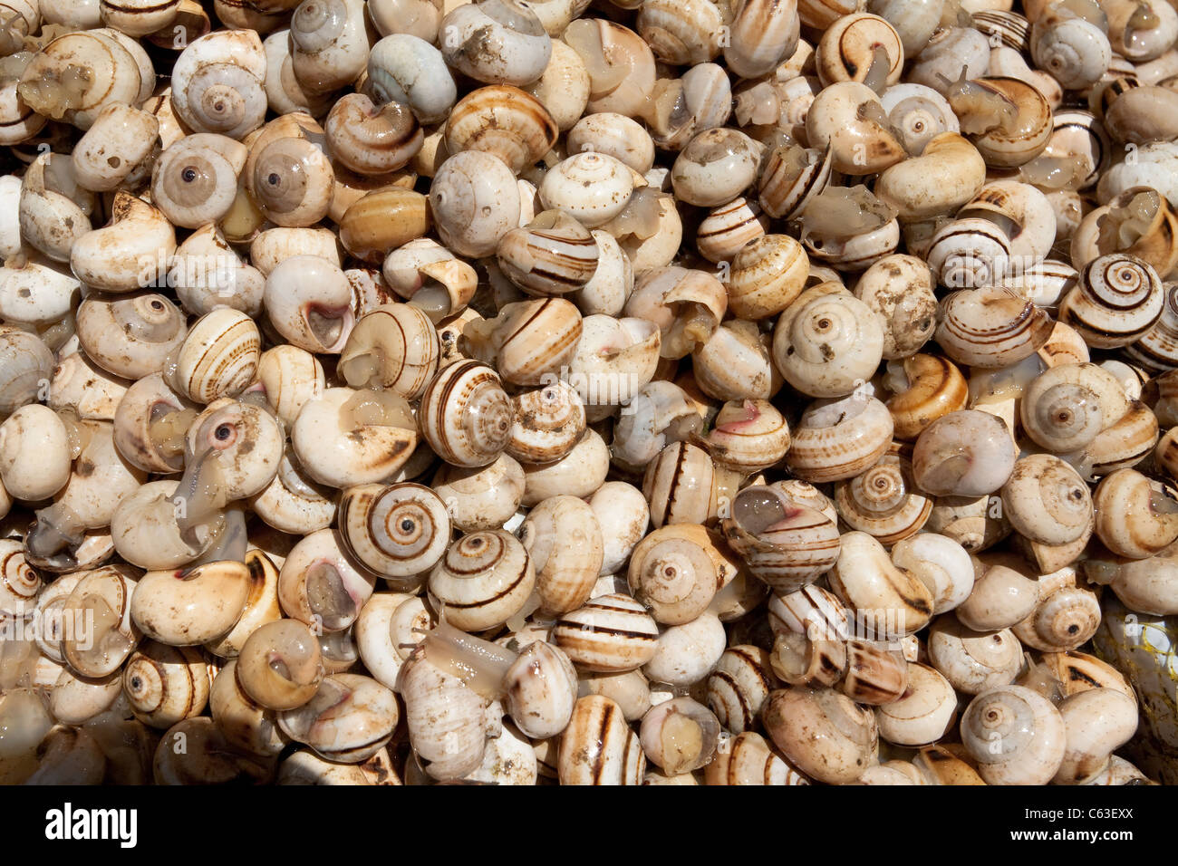 Edible snails for sale Cadiz market Spain Stock Photo - Alamy