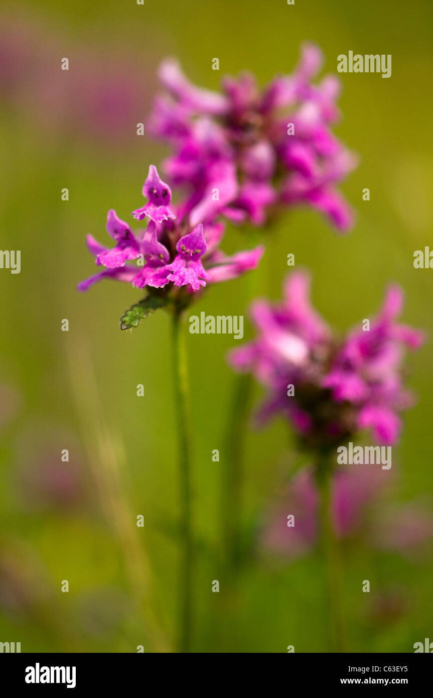 Betony hi-res stock photography and images - Alamy