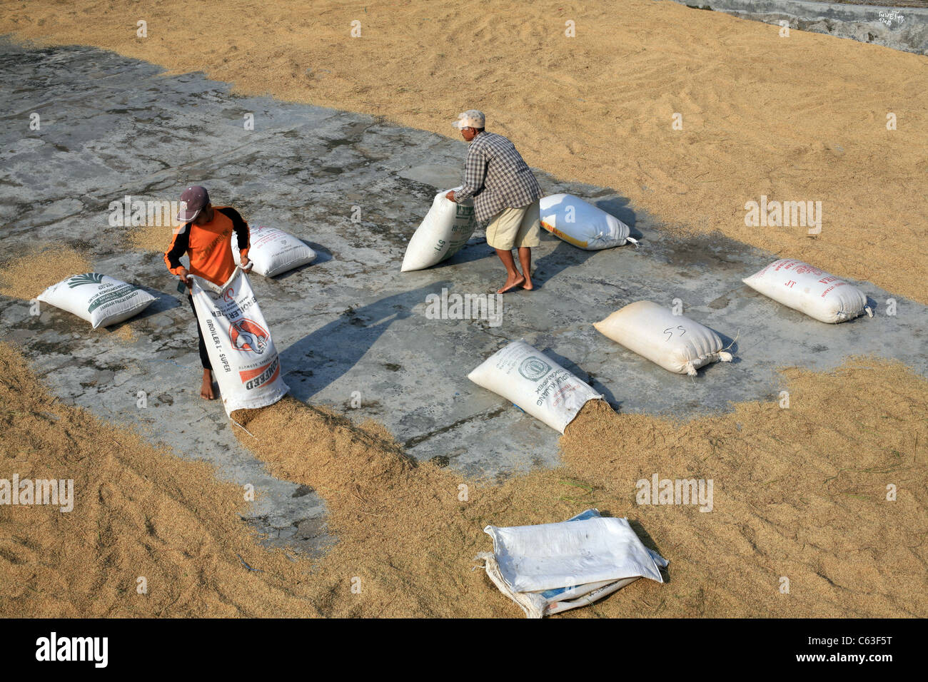 Drying out rice hi-res stock photography and images - Alamy