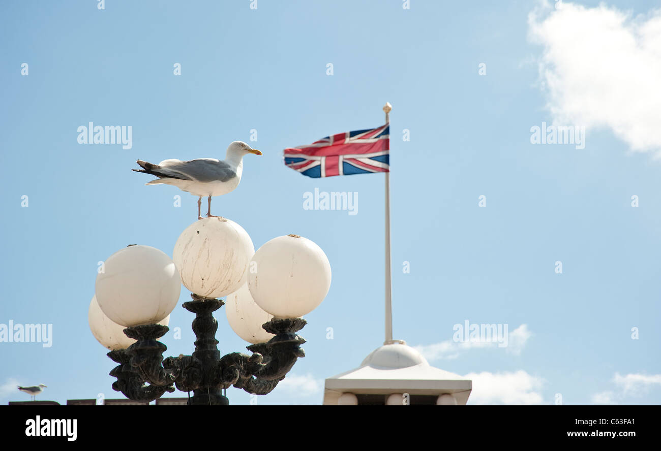 Herring Gull at sea side with Union Jack flag Stock Photo - Alamy
