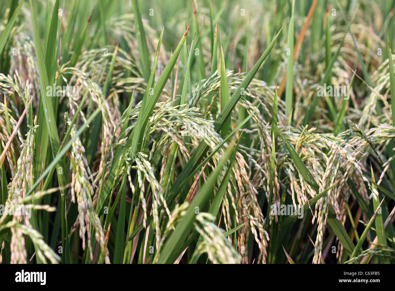 Rice crop close to harvest Stock Photo - Alamy