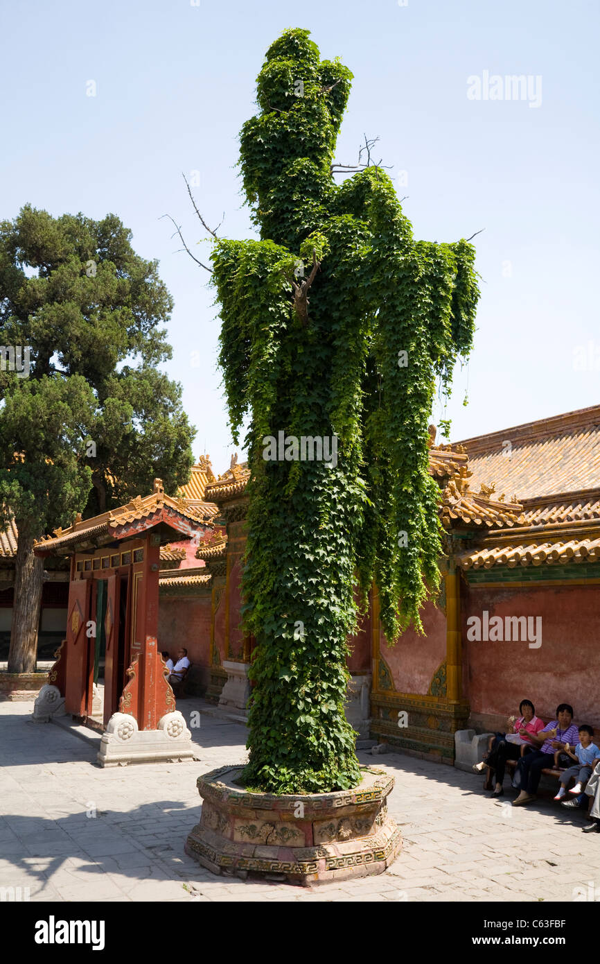 Dead ancient / old tree that is covered in climbing creeper plant ...