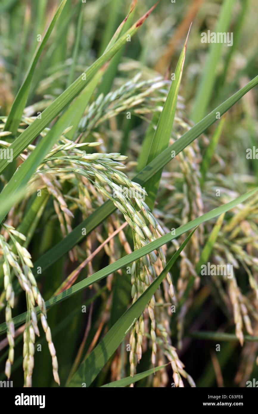 Yield irrigation hi-res stock photography and images - Alamy