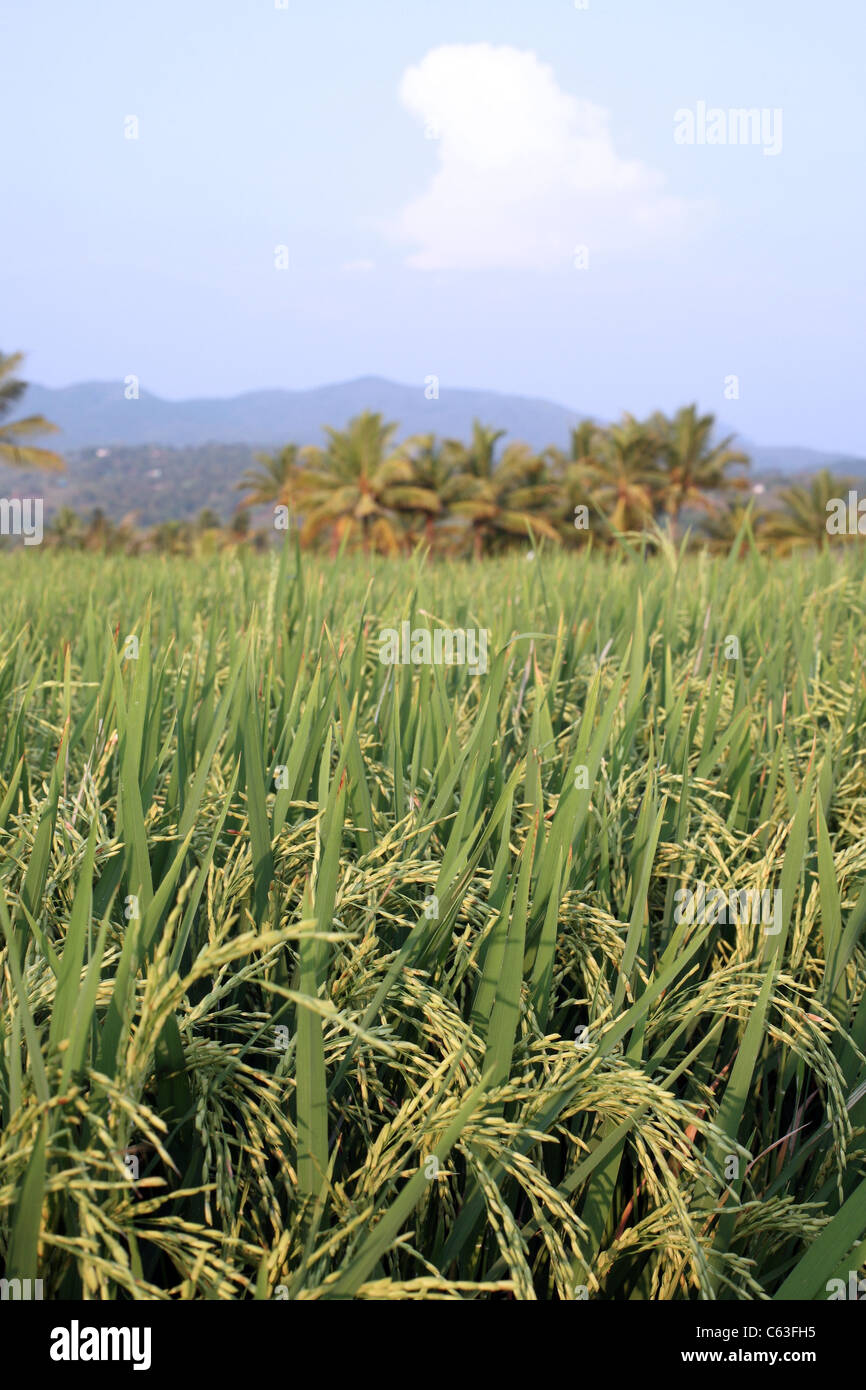Rice crop close to harvest Stock Photo - Alamy