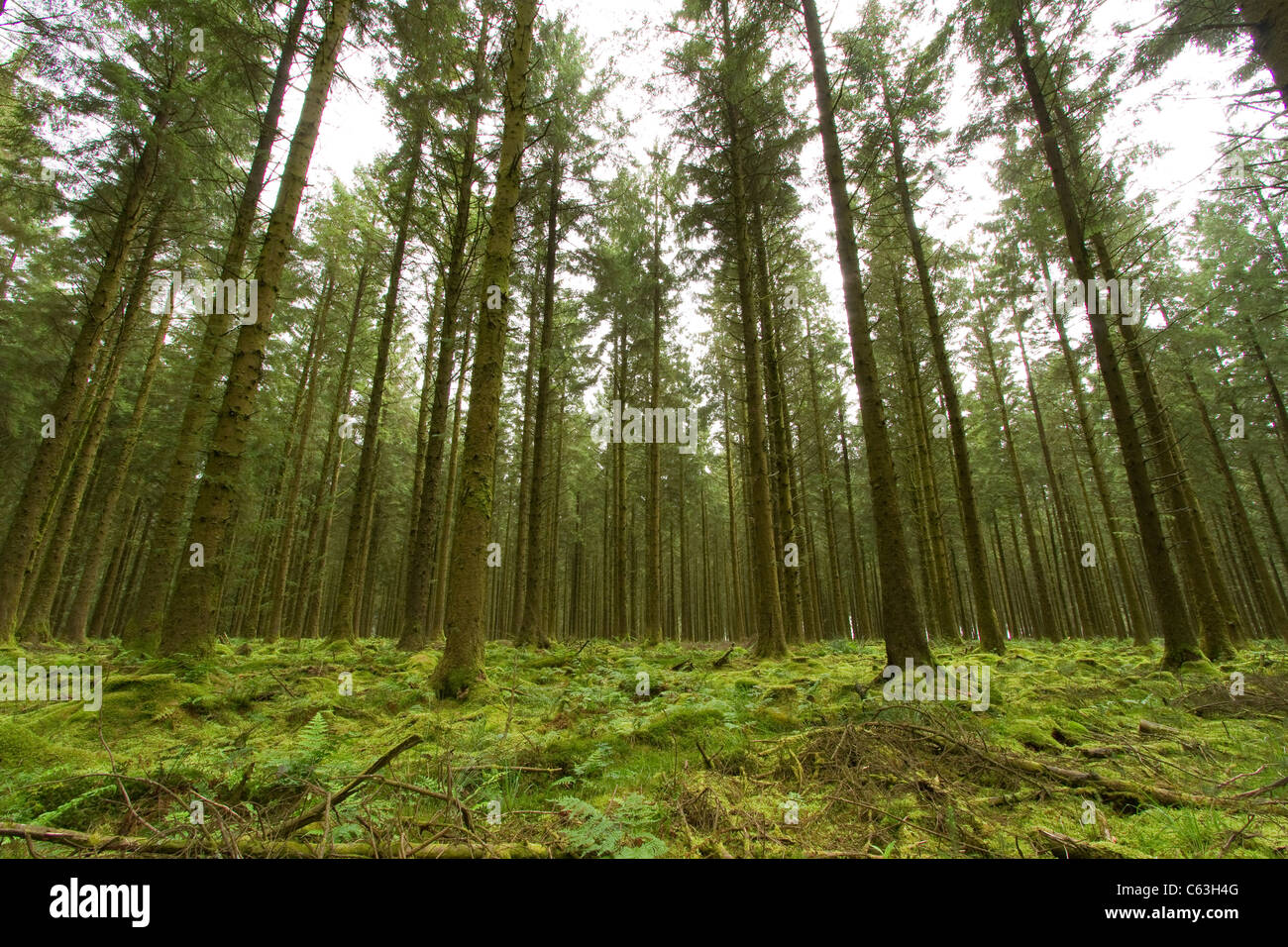 Bellever Forest in Dartmoor National Park Stock Photo - Alamy