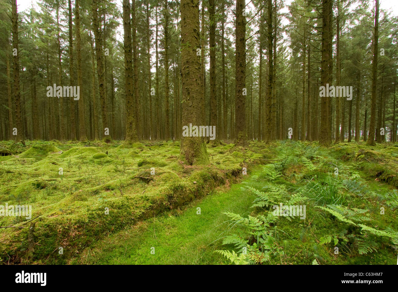 Bellever Forest in Dartmoor National Park Stock Photo - Alamy