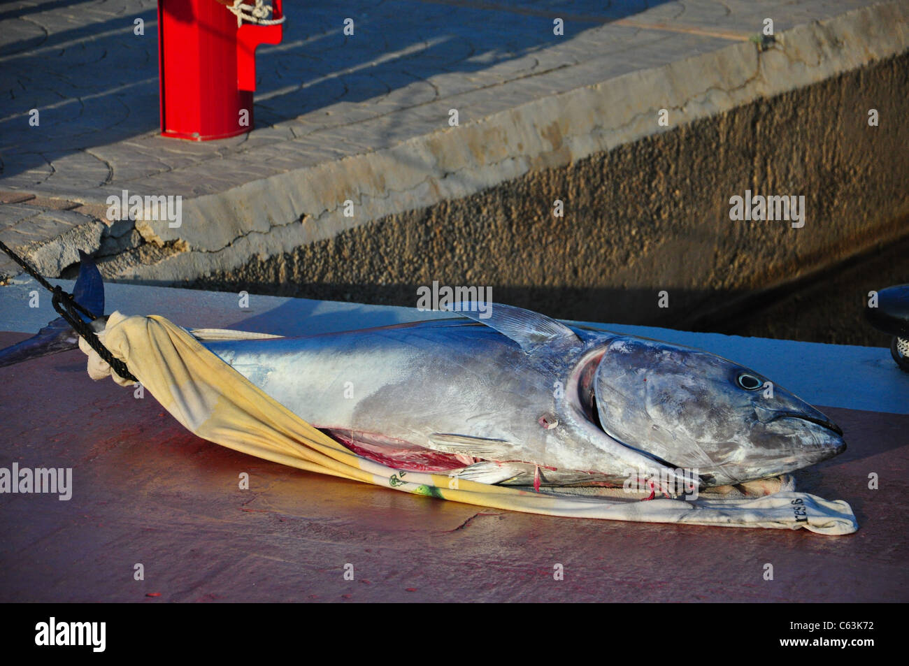 Gutted fish hi-res stock photography and images - Alamy