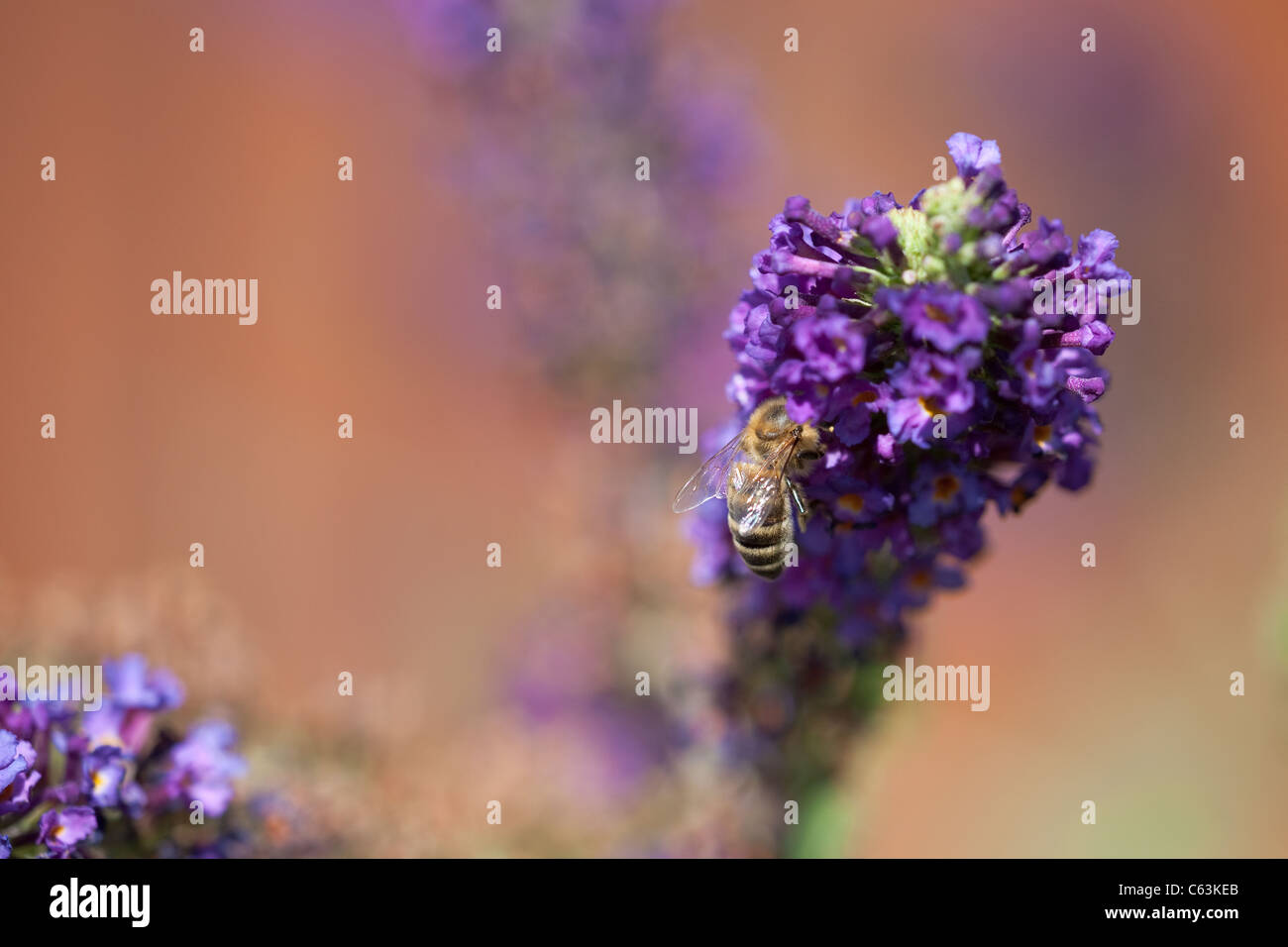 Worker bee gathering nectar Stock Photo - Alamy