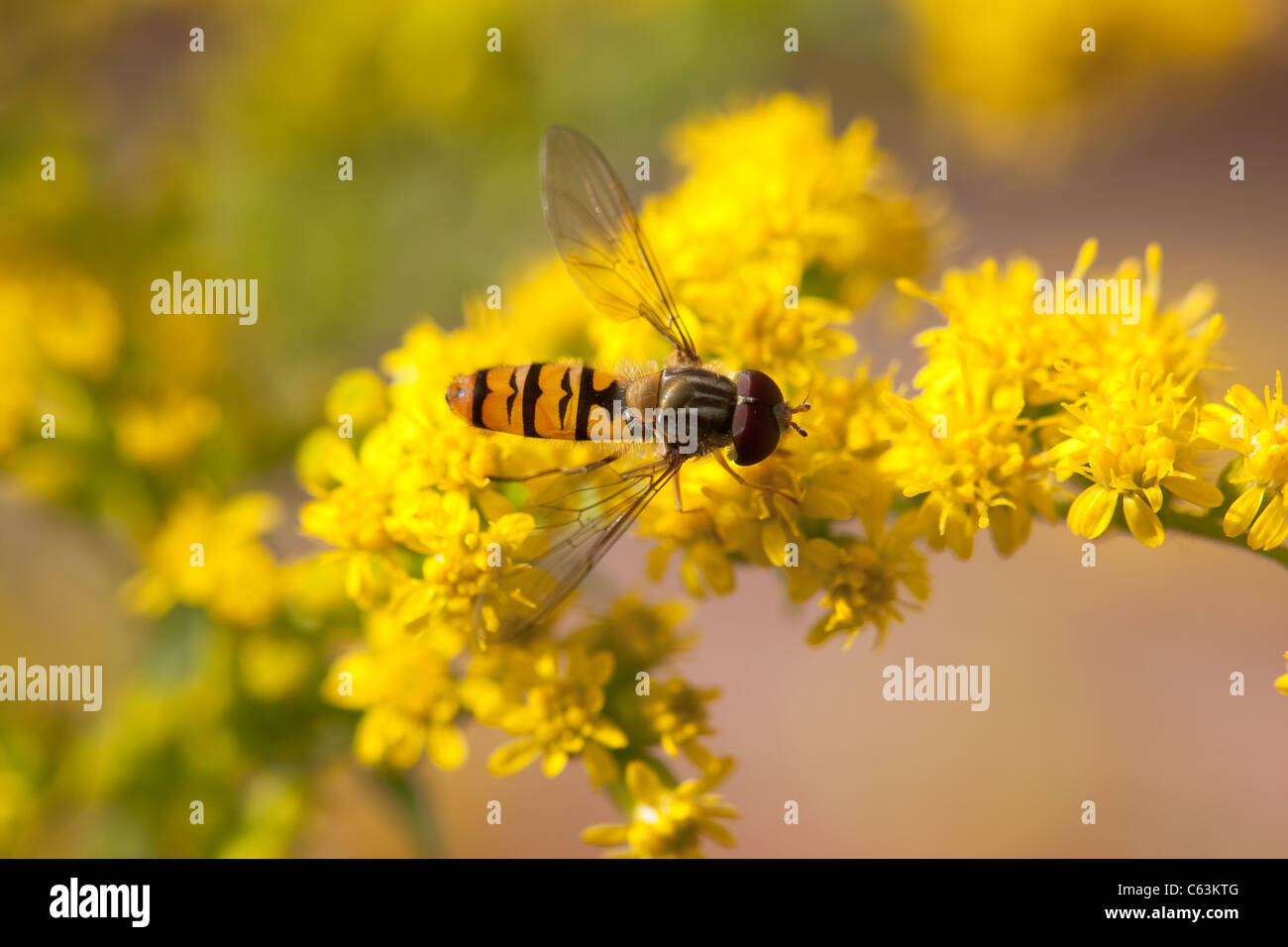 Scottish hoverfly hi-res stock photography and images - Alamy