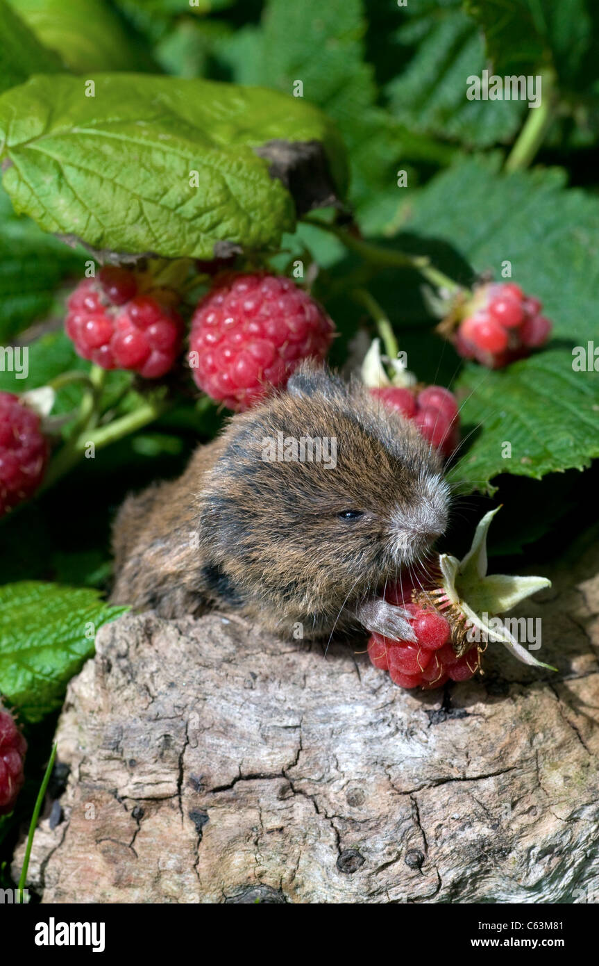 field vole eating a raspberry cairngorms national park highlands ...