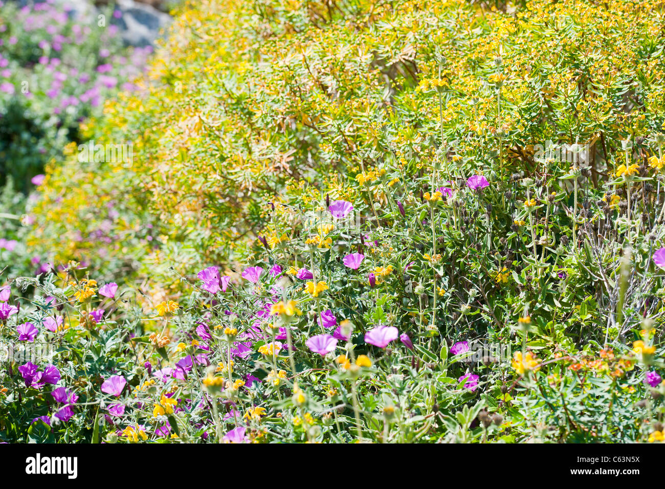 Wild Flowers of the Mediterranean,Aegean,Symi,Greek Dodecanese Islands ...