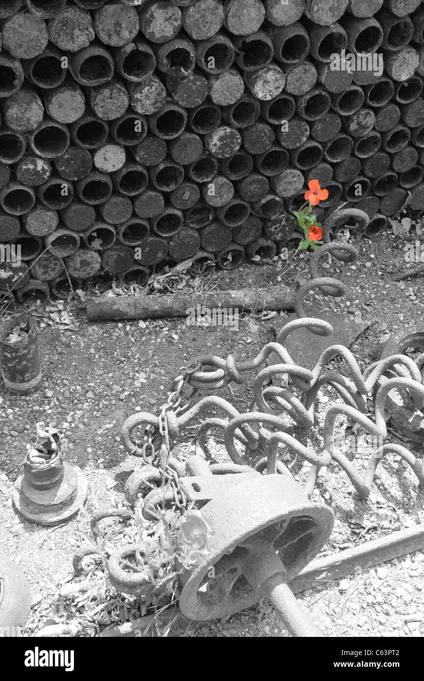 A lone poppy growing next to a small wall made up of the empty shells ...