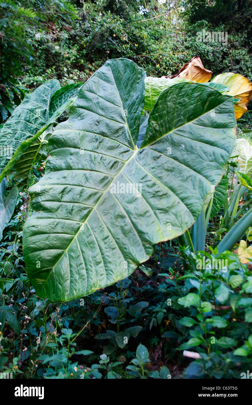 Elephant Ear plant umbrella, Coorg forest greens and shrubs, India ...