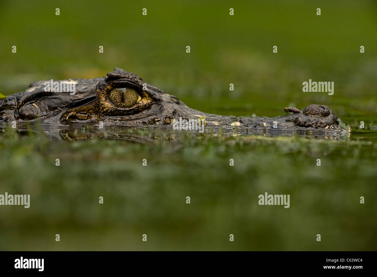 Spectacled Caiman -(Caiman crocodilus) - Costa Rica - Tropical ...