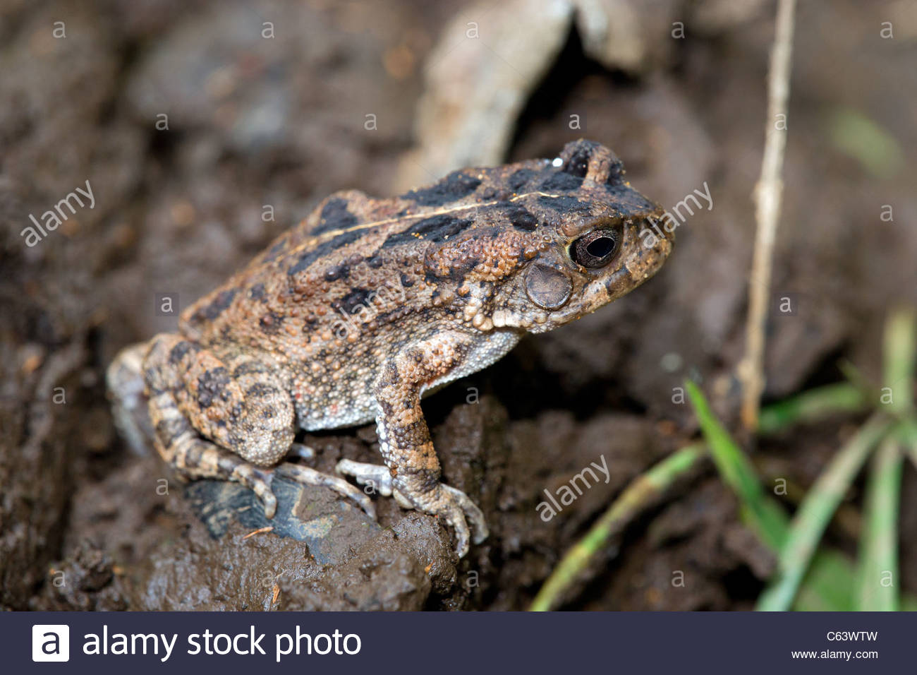 Gutturalis High Resolution Stock Photography and Images - Alamy