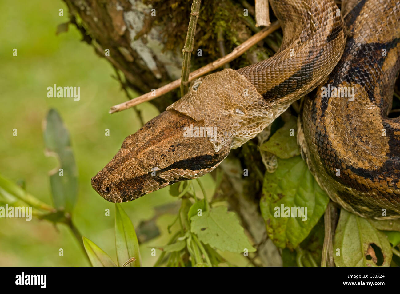 Boa Constrictor - (Boa constrictor)- Costa Rica- Tropical rainforest ...