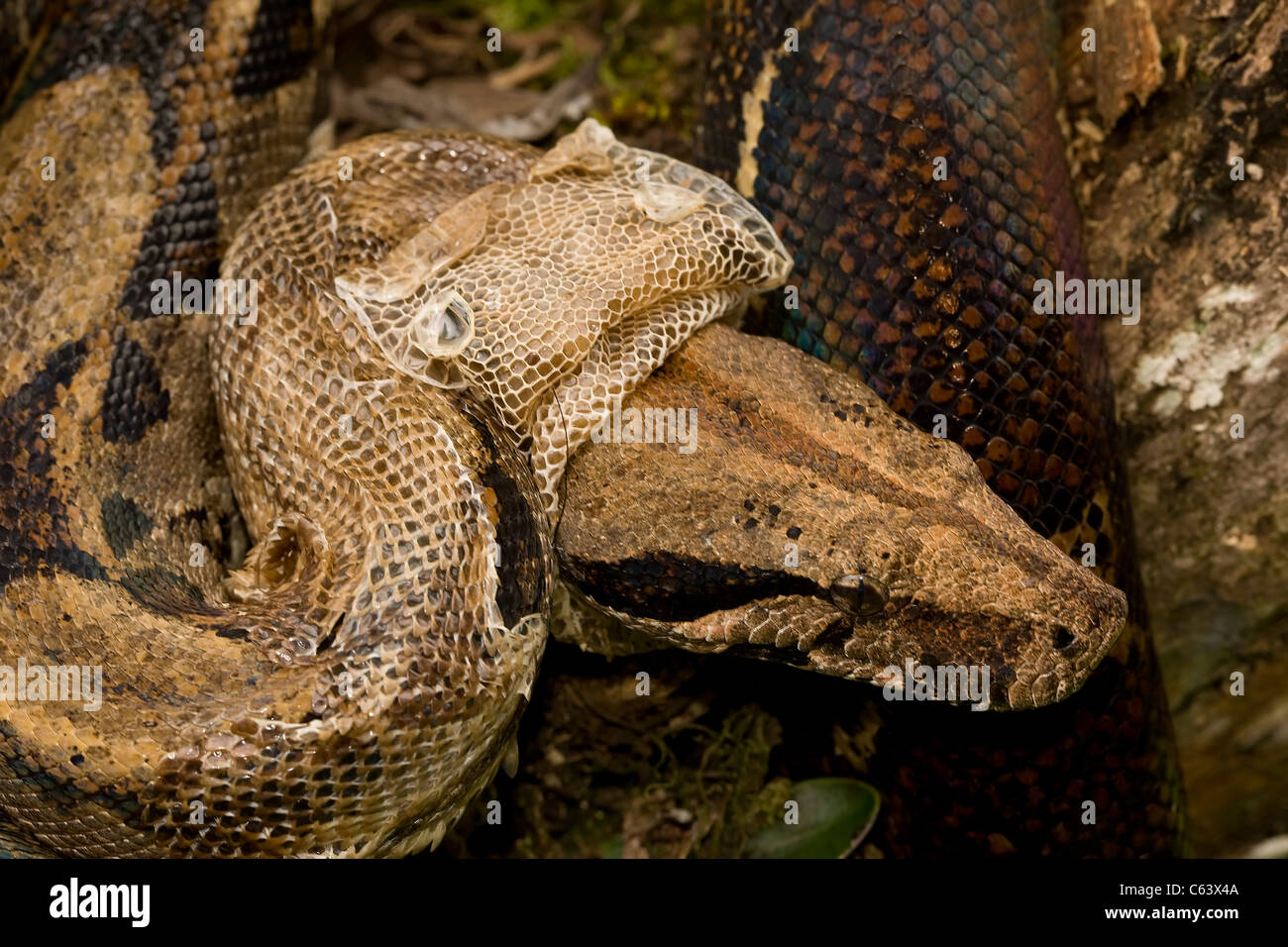 Costa Rica Boa Constrictor