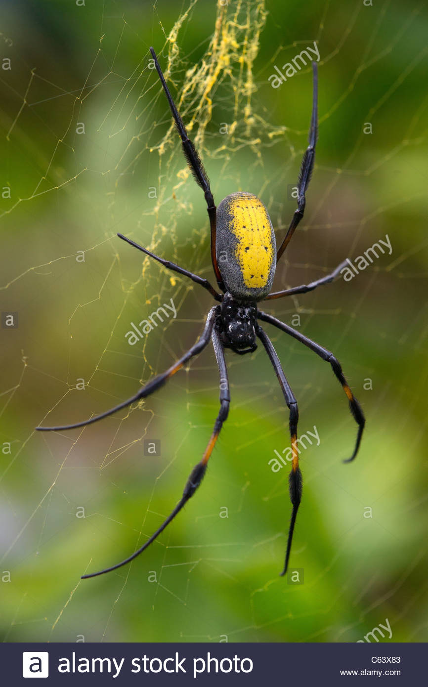 Golden Orb Web Spider High Resolution Stock Photography and Images - Alamy