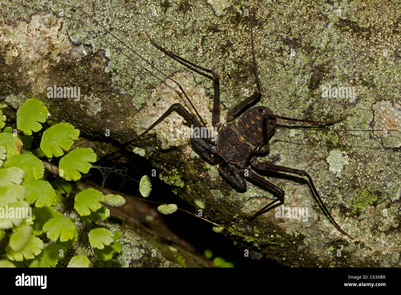 Tail-less whip scorpion - (Phrynus whitei) - Costa Rica - Amblypygid ...