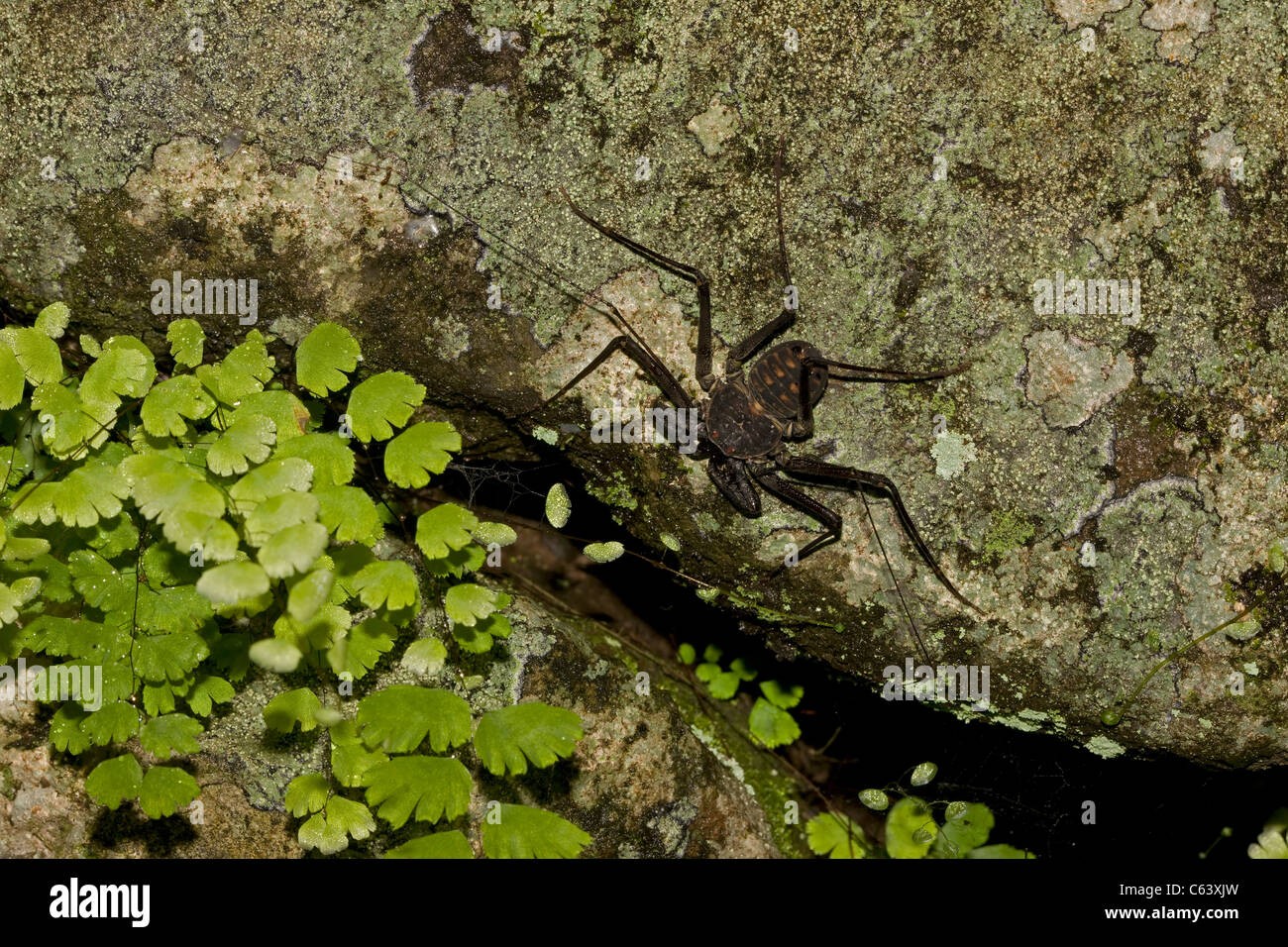 Tail Less Whip Scorpion High Resolution Stock Photography and Images ...