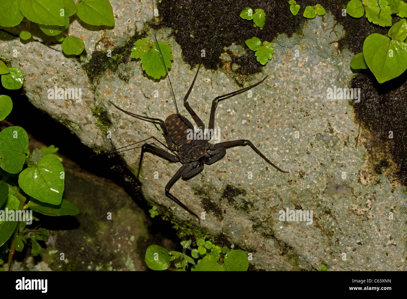 Tail Less Whip Scorpion High Resolution Stock Photography and Images ...