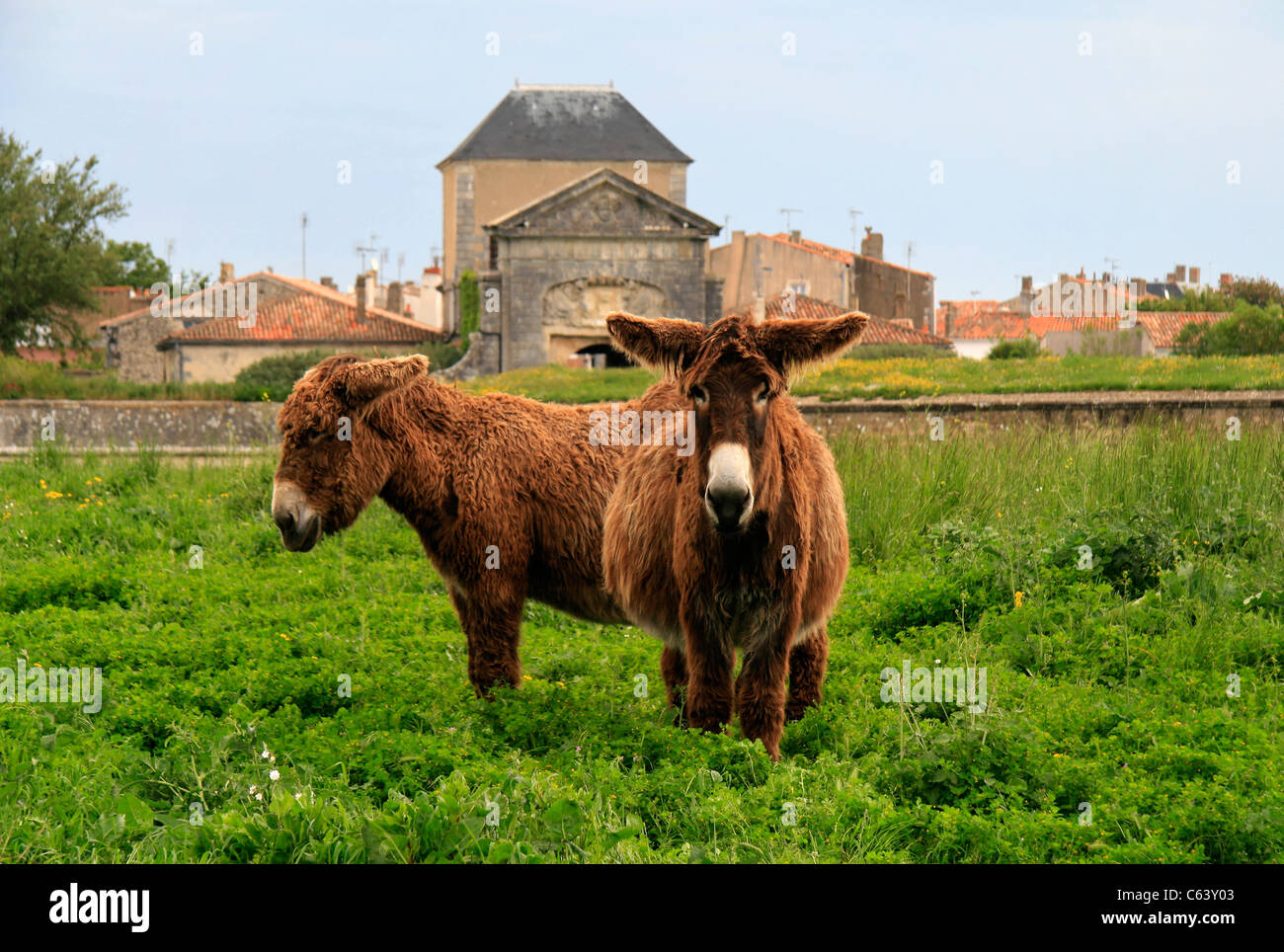 Baudet de poitou donkeys hi-res stock photography and images - Alamy