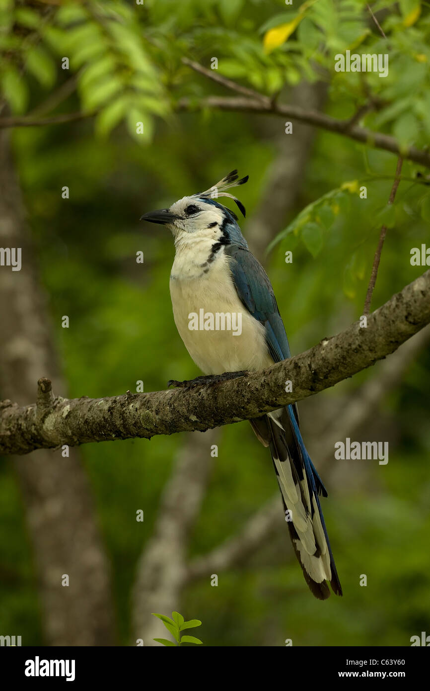 White-throated Magpie-jay -(Calocitta formosa) - Costa Rica Stock Photo ...