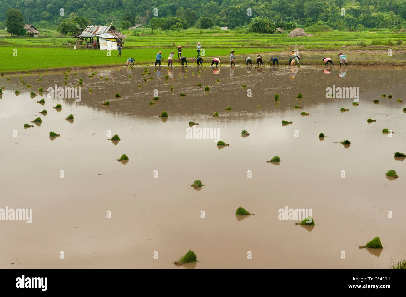 Thailand rain rice hi-res stock photography and images - Alamy
