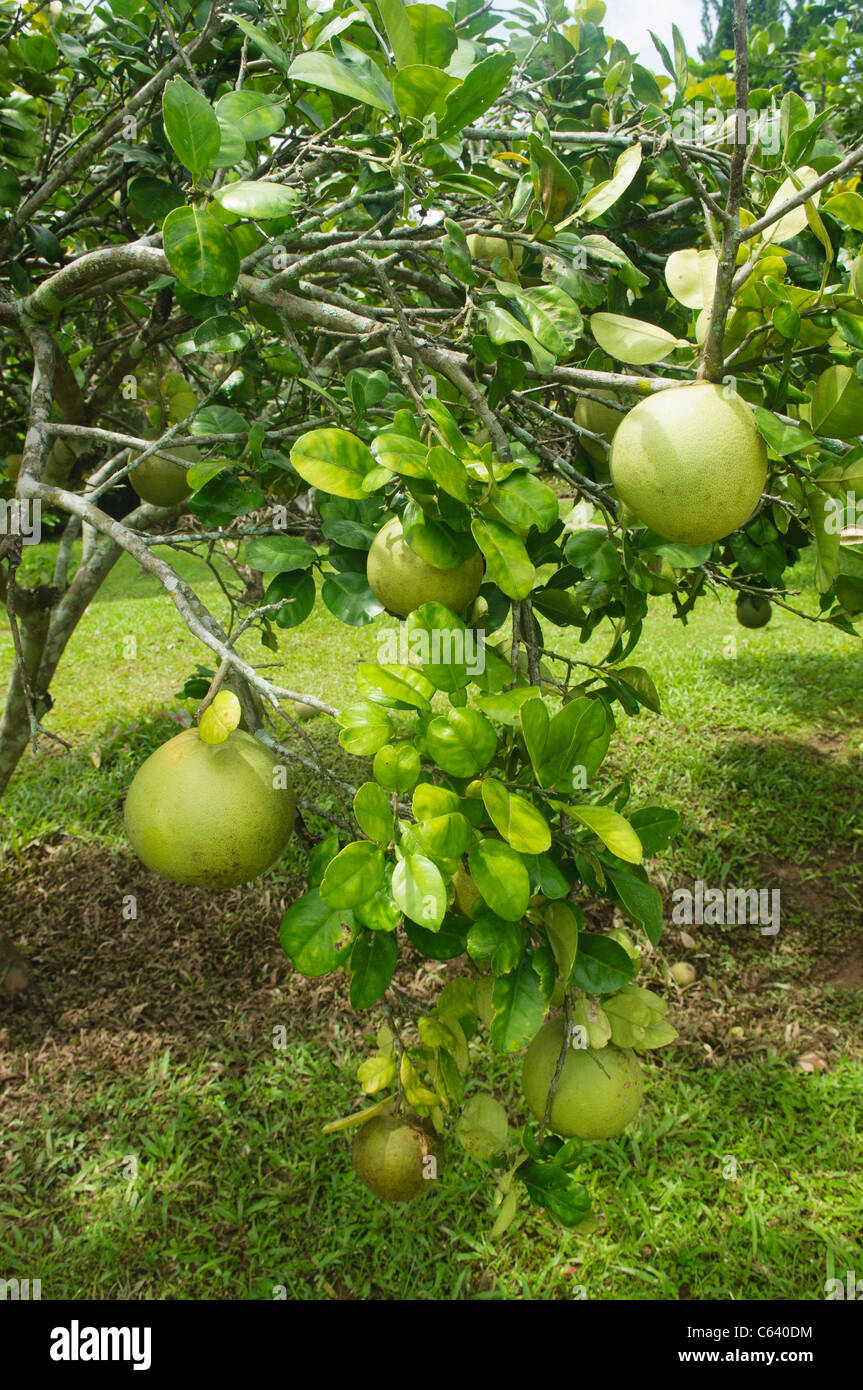 Thai orchard hi-res stock photography and images - Alamy