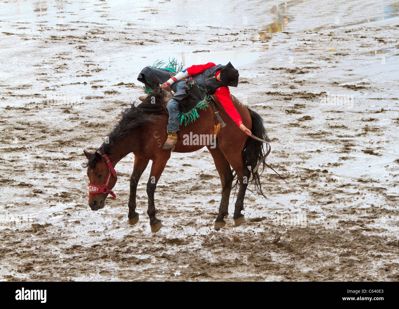 Bareback bronc riding hi-res stock photography and images - Alamy